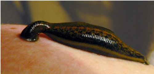 Anelídeos: Curiosidades sobre Anelídeos